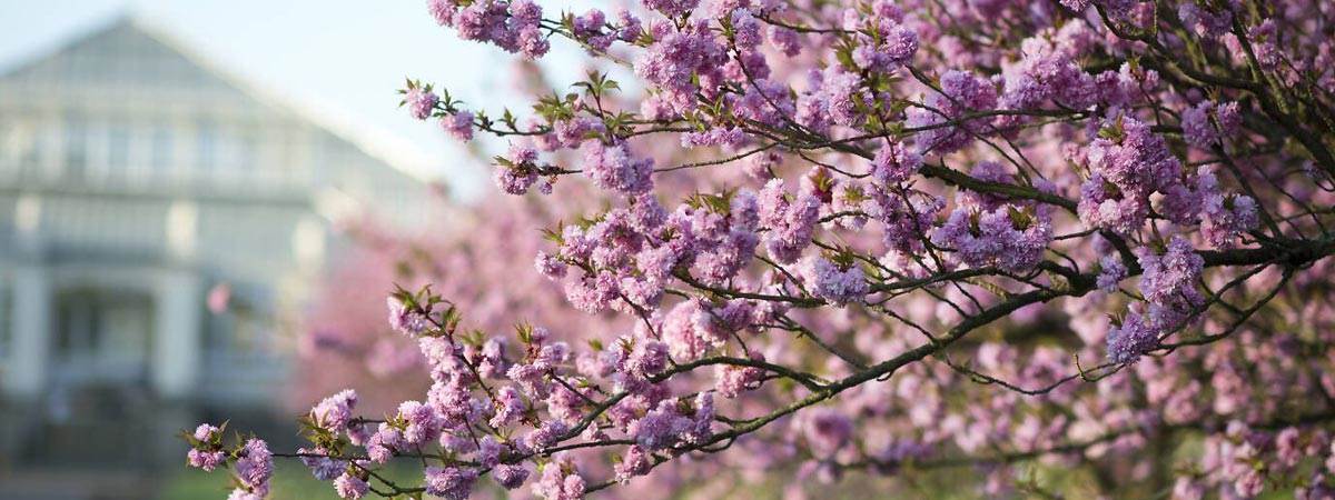Blossoms and Blooms | Kew Gardens | Spring Collection Tour